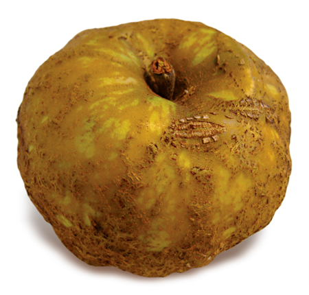 Strange Fruit Series: Knobbed Russet Apple